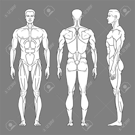 Human Body Silhouette Front And Back