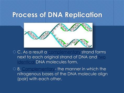 Ppt Dna Dna Replication Powerpoint Presentation Free Download Id