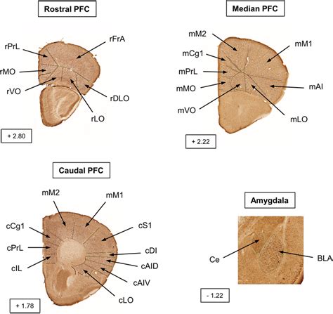 Quantification Of C Fos Protein Expression In The Brain Was Performed