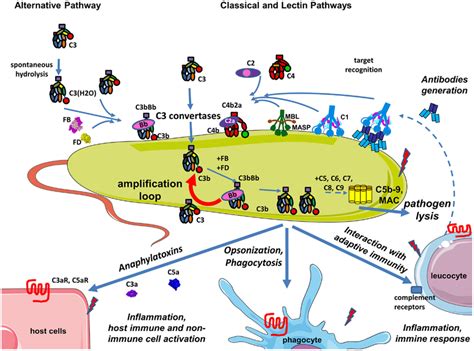 Complement During Infection With A Pathogen The Permanent Activity Of