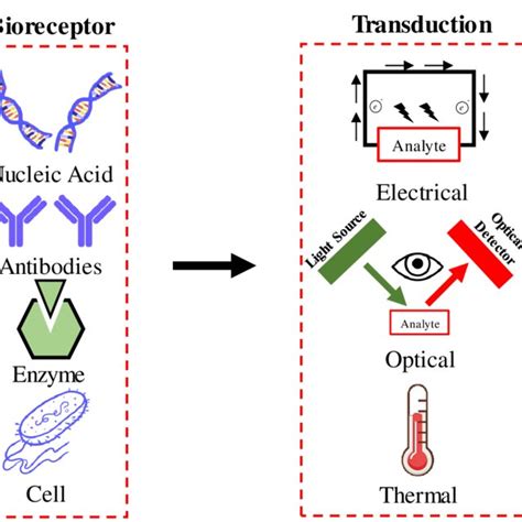 Schematic Showing The Working Principle Of Biosensors Based On