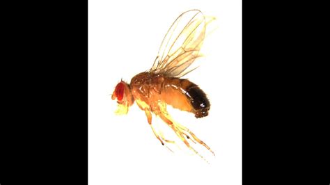 Crispr Technology Developed To Control Pests Youtube