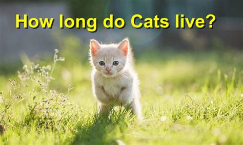 How Long Do Cats Live Local Value Veterinary