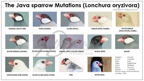 java sparrow mutations chart lonchura oryzivora