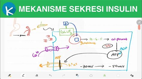 Fisiologi Hormon Insulin 3 4 Mekanisme Sekresi Insulin Glut2