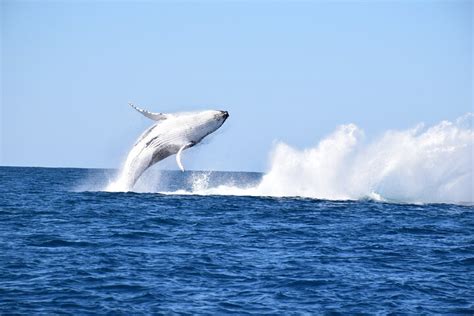 2023 Noosa Whale Watching Provided By Noosa Thriller Tripadvisor