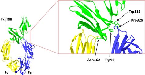 Scheme Of The Proline Sandwich Structural Model Of The Fc Fcγr