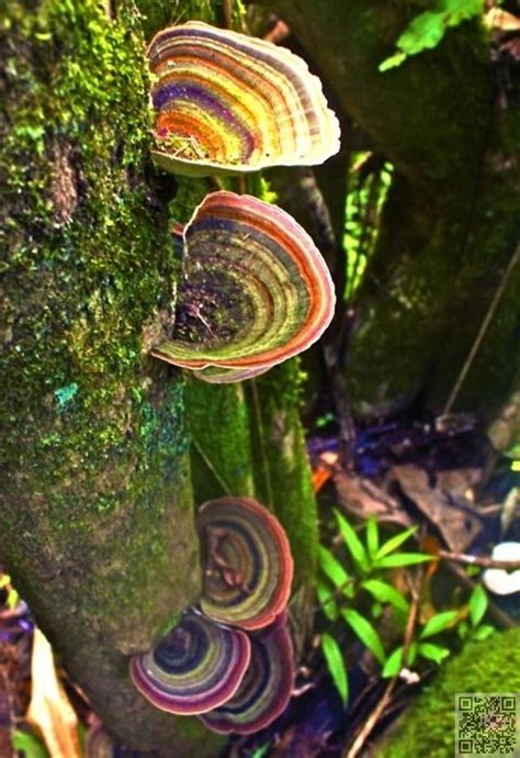 Rainbow Mushrooms Stuffed Mushrooms Wild Mushrooms Fungi