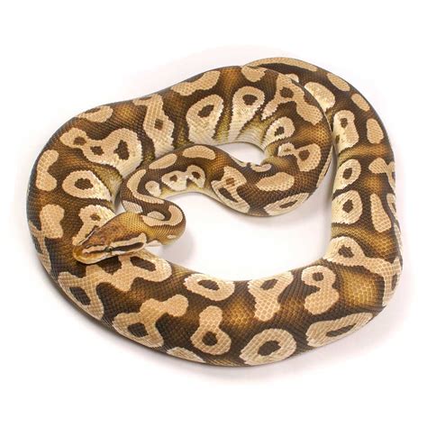 pastave het desert ghost ball python 2016 male for sale