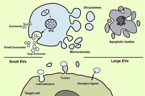 Types Of Extracellular Vesicles Evs According To Literatures Evs