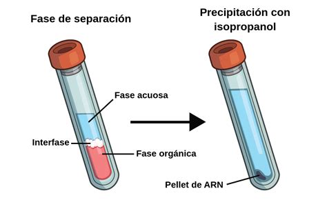 Aislamiento Del Adn Labster