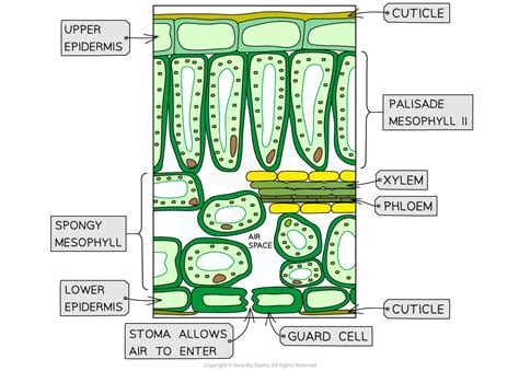 Edexcel Igcse Biology 复习笔记 2 7 2 Leaf Structure 翰林国际教育