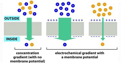 Solved Outside Inside Concentration Gradient With