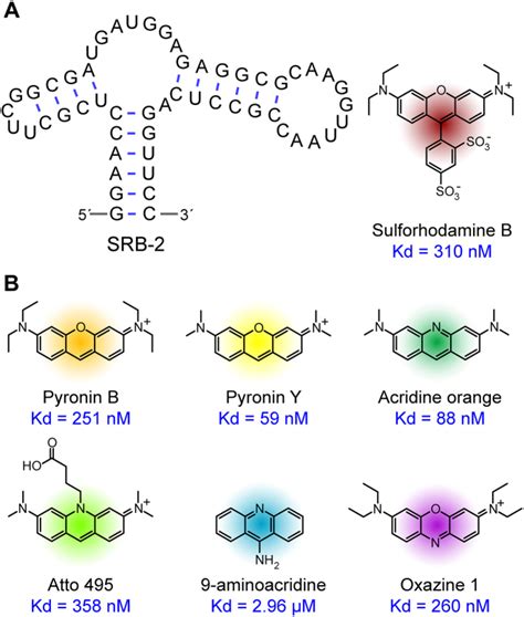Srb 2 A Promiscuous Rainbow Aptamer For Live Cell Rna Imaging