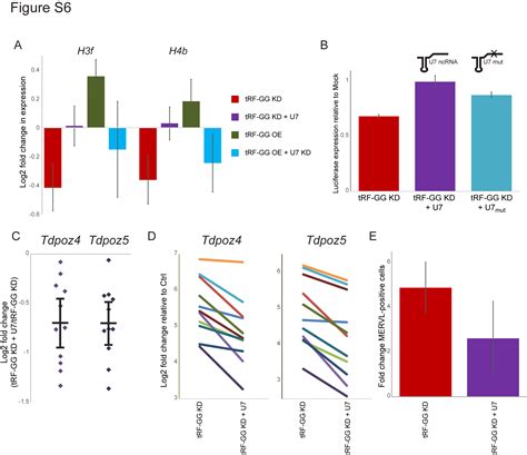 Control Of Noncoding Rna Production And Histone Levels By A 5′ Trna