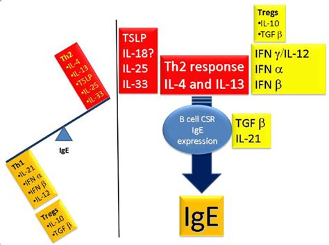 Cytokine Regulation Of Ige Production Download Scientific Diagram