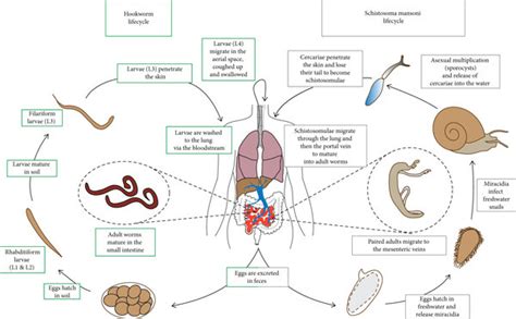 Graphical Representation Of The Life Cycles Of Hookworms Human