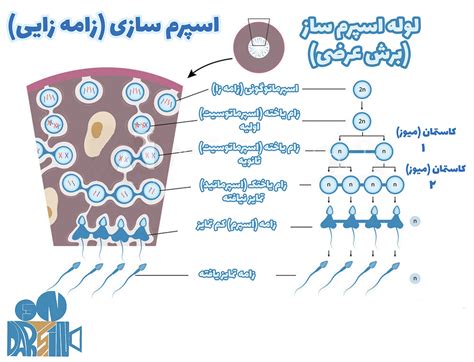 بررسی کامل و کنکوری نقش دستگاه تولید مثل مرد عکس نکات طلایی