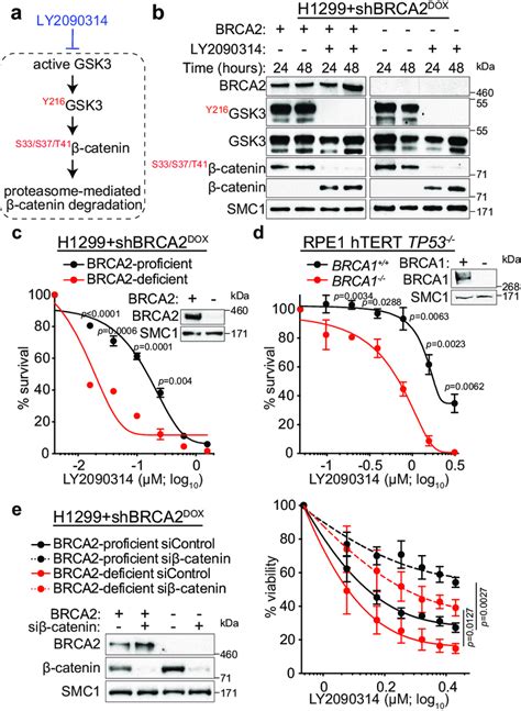 Gsk3 Chemical Inhibition Triggers β Catenin Accumulation Which