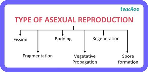 [class 10] What Is Asexual Reproduction With Examples Teachoo