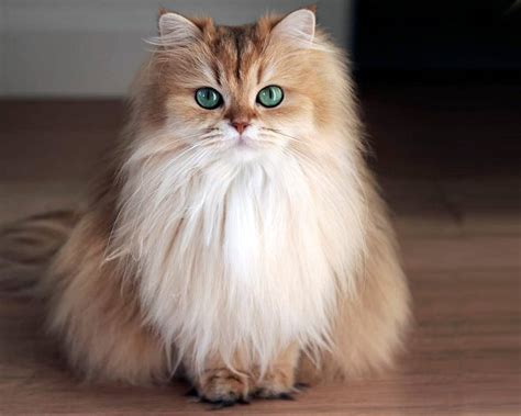 British Longhair Breed Description Characteristics Appearance