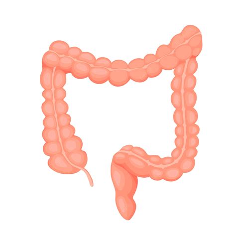 Premium Vector Colon Anatomical Illustration Vector Cartoon Style