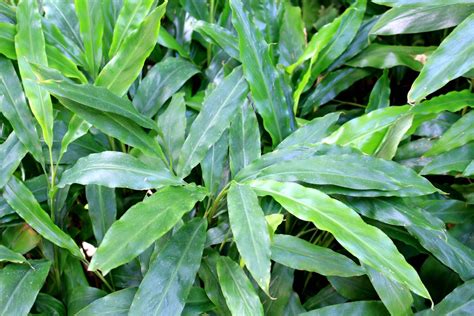 5 seeds amomum maximum java cardamon ornamental tropical plant spice