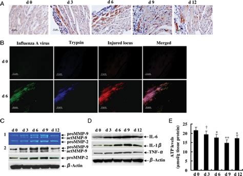 Close Distribution Of Up Regulated Trypsins With Viral Antigen And
