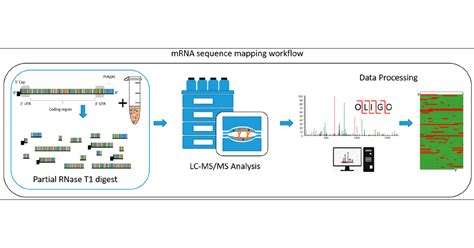 Characterization And Sequence Mapping Of Large Rna And Mrna