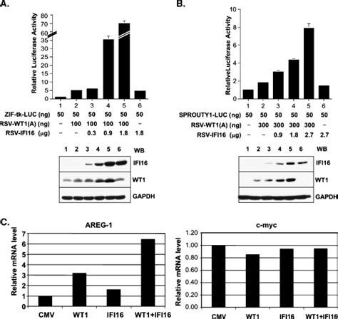 A Pathologic Link Between Wilms Tumor Suppressor Gene Wt1 And Ifi16