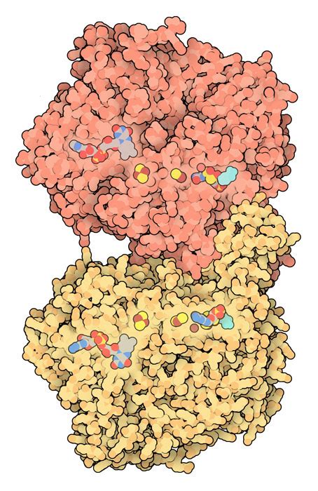 Pdb 101 Molecule Of The Month