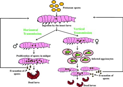 6 Mode Of Parasitism Of Entomopathogenic Protozon Against Lepidopteran