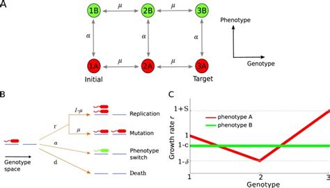 Phenotypic Switching Can Speed Up Microbial Evolution Scientific Reports