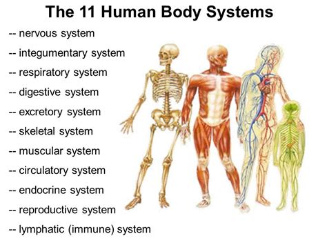 What Are The 11 Systems Of The Human Body And Their Functions Slideshare