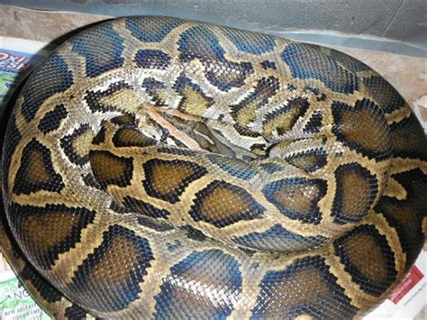 iherp tntexotics diablo [burm het albino 001] burmese python
