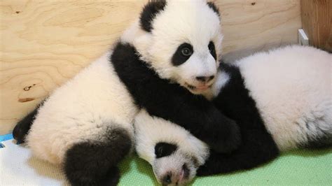 panda cubs on the move chch