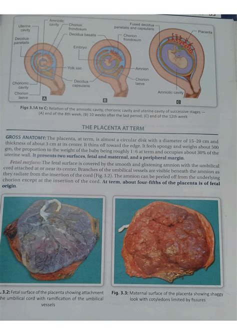 Solution Obg The Placenta Structures Placental Circulation And