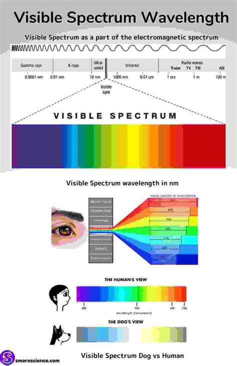 Visible Light Spectrum Wavelengths Poster Visible Light Spectrum