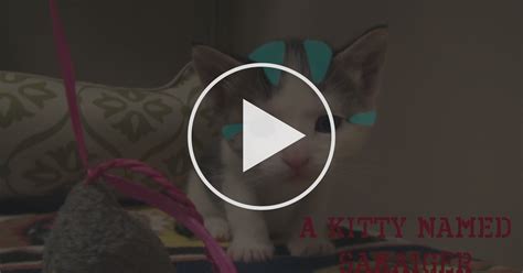 dr chuck s new kitten sakaiger exploring data sources project