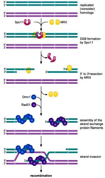 Schematic Representation Of Recombination In Eukaryotes Download