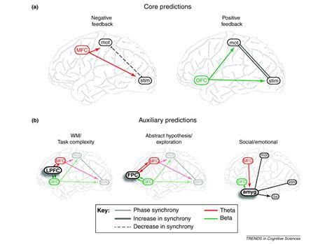 Cortical Electrophysiological Network Dynamics Of Feedback Learning