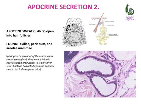 Types Of Epithelia Glandular Epithelium Ppt Download