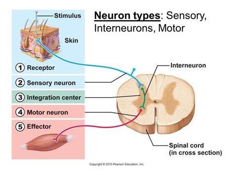 neuroscience basics the neuron owlcation