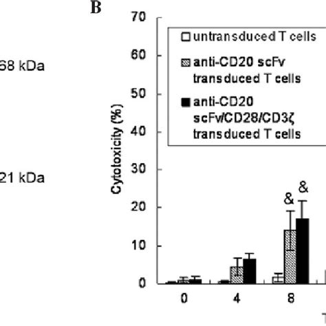 Treatment Of Raji Cells With Engineered Cd20 Specific T Cells
