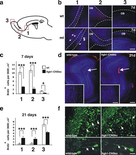 β1 Integrins Control The Formation Of Cell Chains In The Adult Rostral
