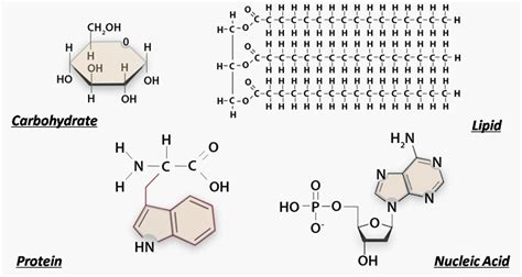 Macromolecules Definition Types Examples Uses Vrogue