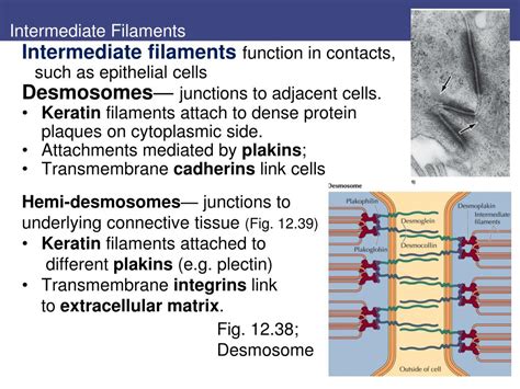 Intermediate Filaments Diagram