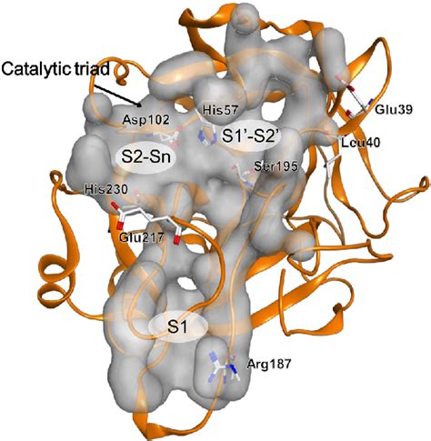 3d Structure Of Fii Pdb Code 1bcu Showing The Catalytic Triad His57