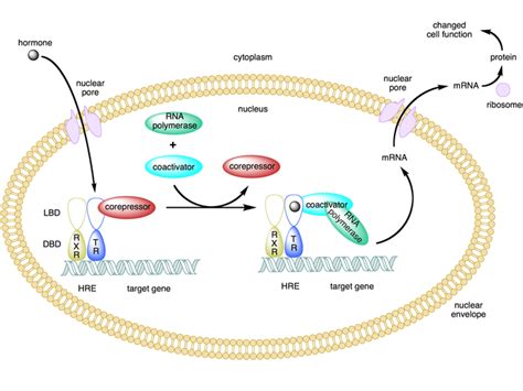 15 2b Hormone Receptors Medicine Libretexts