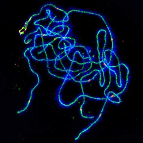 a century old mystery of how sex cells get the right genetic mix is